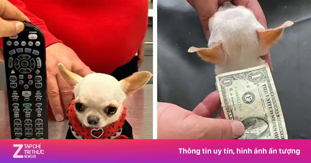 Danh hiệu con chó nhỏ nhất thế giới đổi chủ - Thế giới - ZNEWS.VN