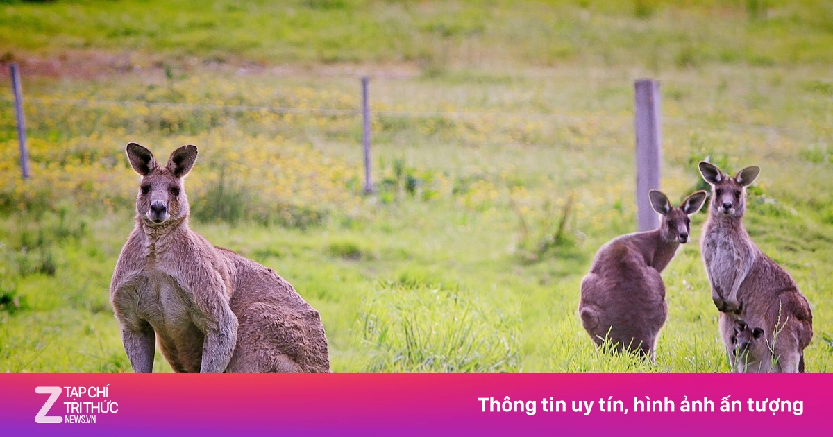 Australia kêu gọi người dân giết kangaroo và lấy thịt | Znews.vn