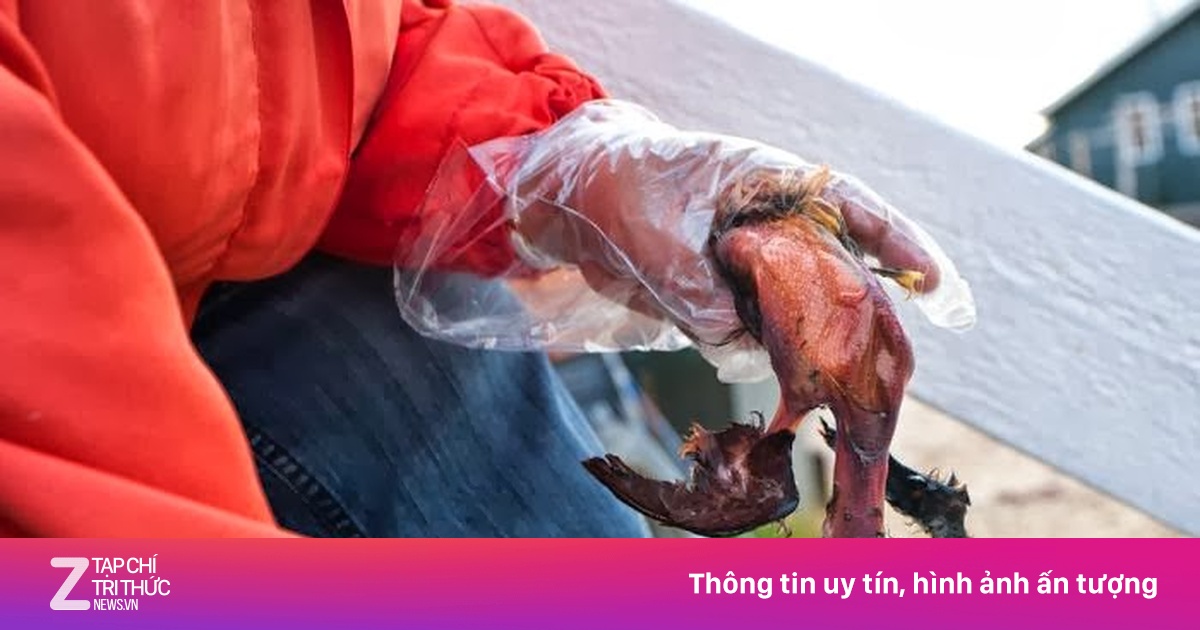 Kiviaq - món ăn thách thức sự can đảm của du khách - Du lịch - ZNEWS.VN