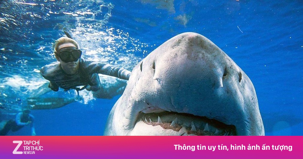 Cá mập trắng khổng lồ 'xâm chiếm' bãi biển Mỹ đúng dịp quốc khánh - Thế ...