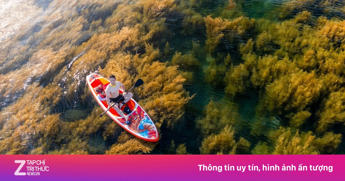 Mùa rong biển tựa cánh đồng dưới nước ở Quy Nhơn - Địa điểm du lịch ...