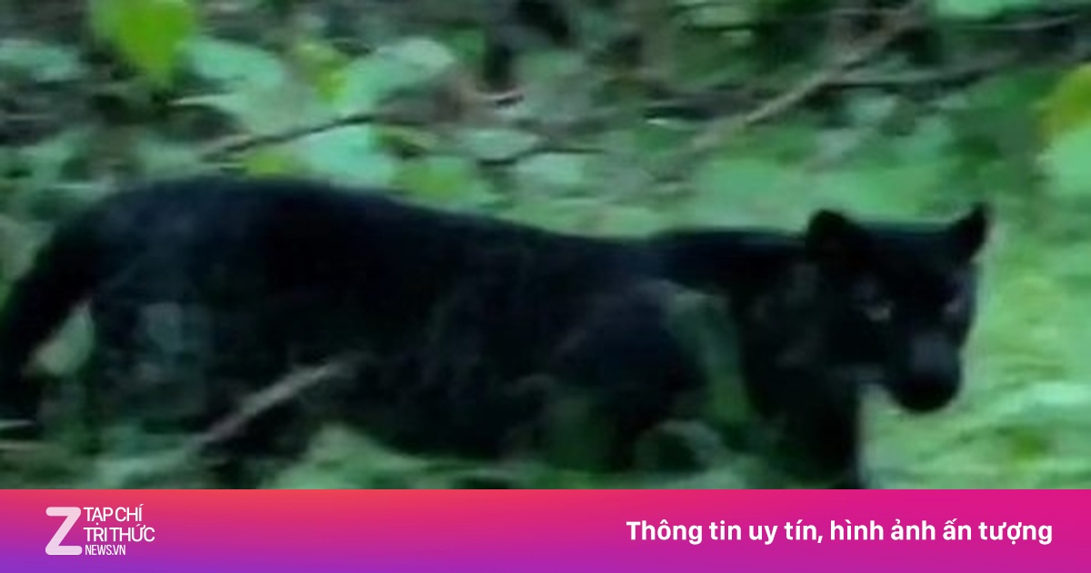 Báo hoa mai đen quý hiếm xuất hiện ở Ấn Độ - Địa điểm du lịch - ZNEWS.VN