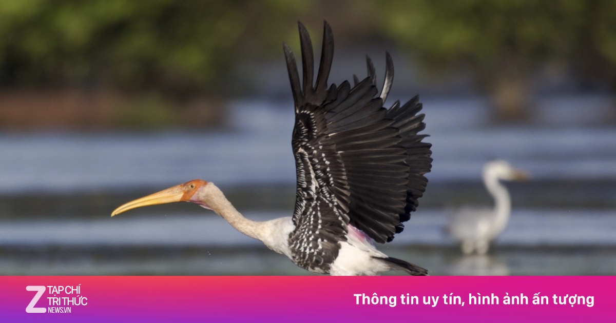 Hàng trăm con chim giang sen quý hiếm xuất hiện ở hồ Trị An | Znews.vn