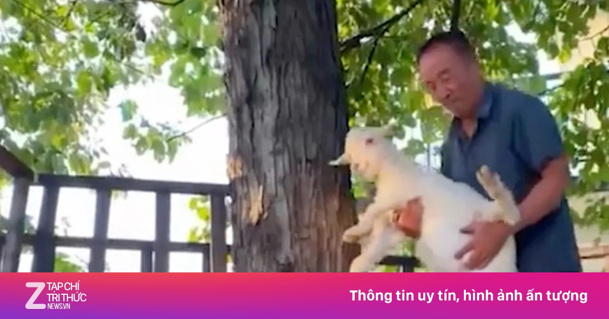 Con cừu nổi tiếng mạng xã hội ở Trung Quốc - Đời sống - ZNEWS.VN