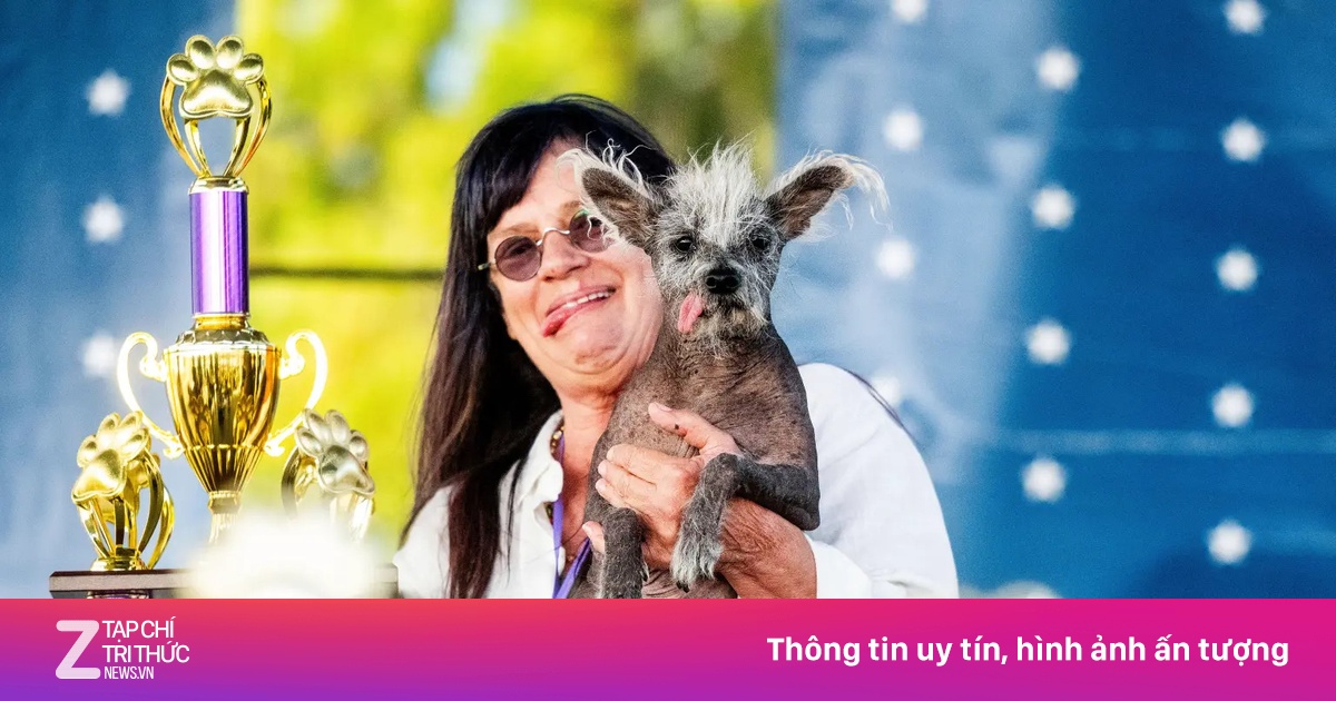 Chú chó xấu nhất thế giới - Đời sống - ZNEWS.VN