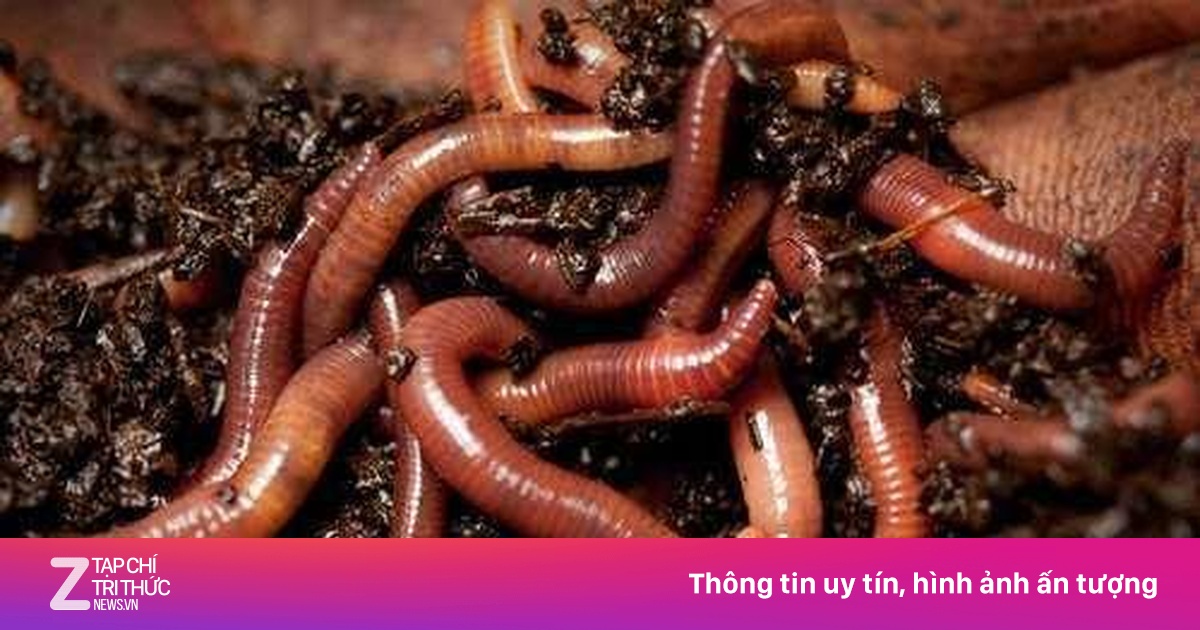 Những con giun này sẽ thay đổi cách nhân loại đi vệ sinh - Công nghệ ...