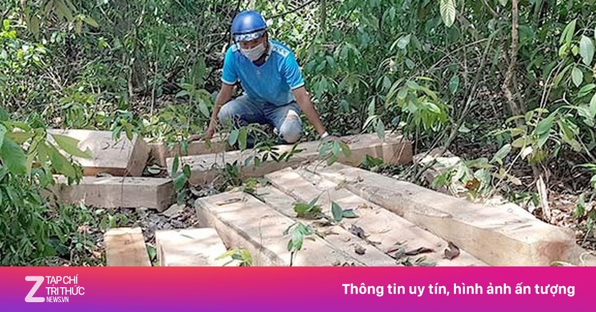 Yêu cầu điều tra vụ khai thác rừng trái phép ở Kon Tum - Xã hội - ZNEWS.VN