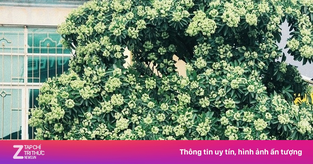 Kiến nghị Hà Nội di dời 80 cây hoa sữa ở đường Nguyễn Chí Thanh - Xã hội - ZNEWS.VN