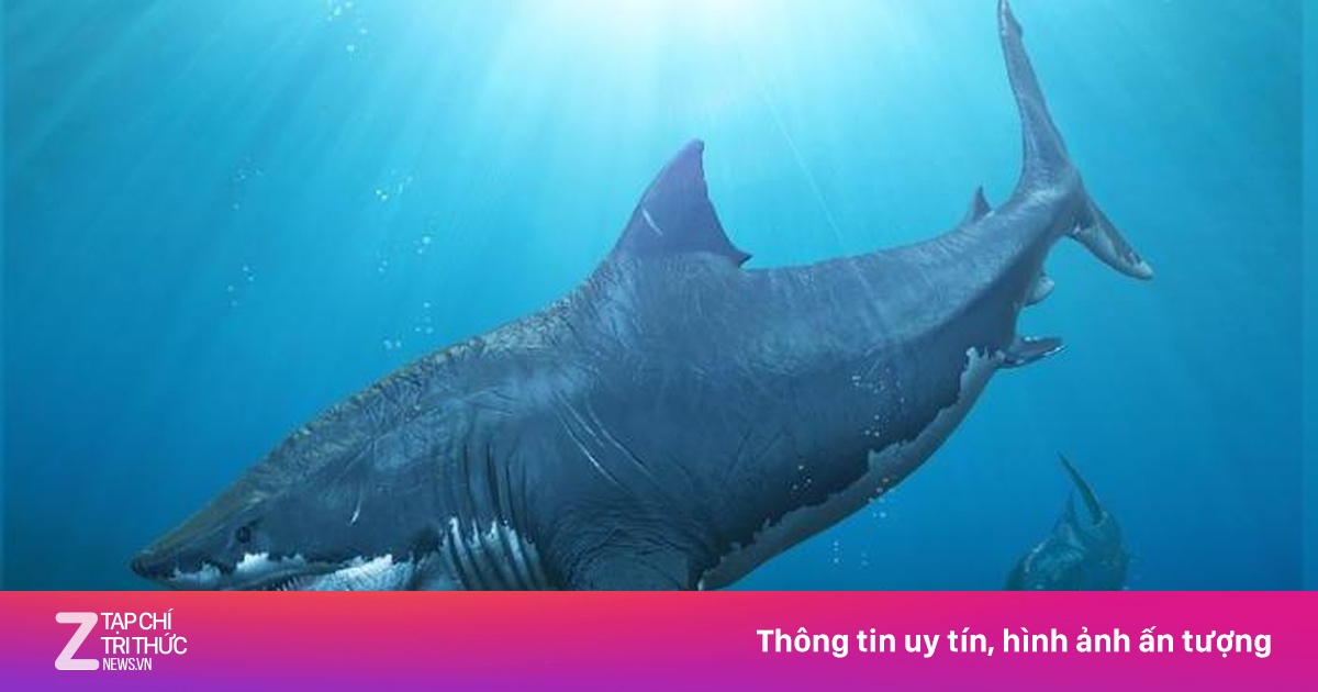 Hé lộ nguyên nhân loài cá mập lớn nhất trong lịch sử tuyệt chủng - Thế ...
