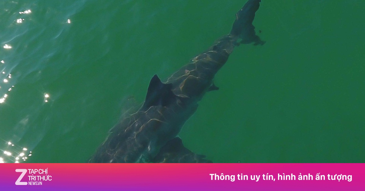 Nước ấm lên, biển ngoài khơi California hóa 'công viên cá mập trắng ...