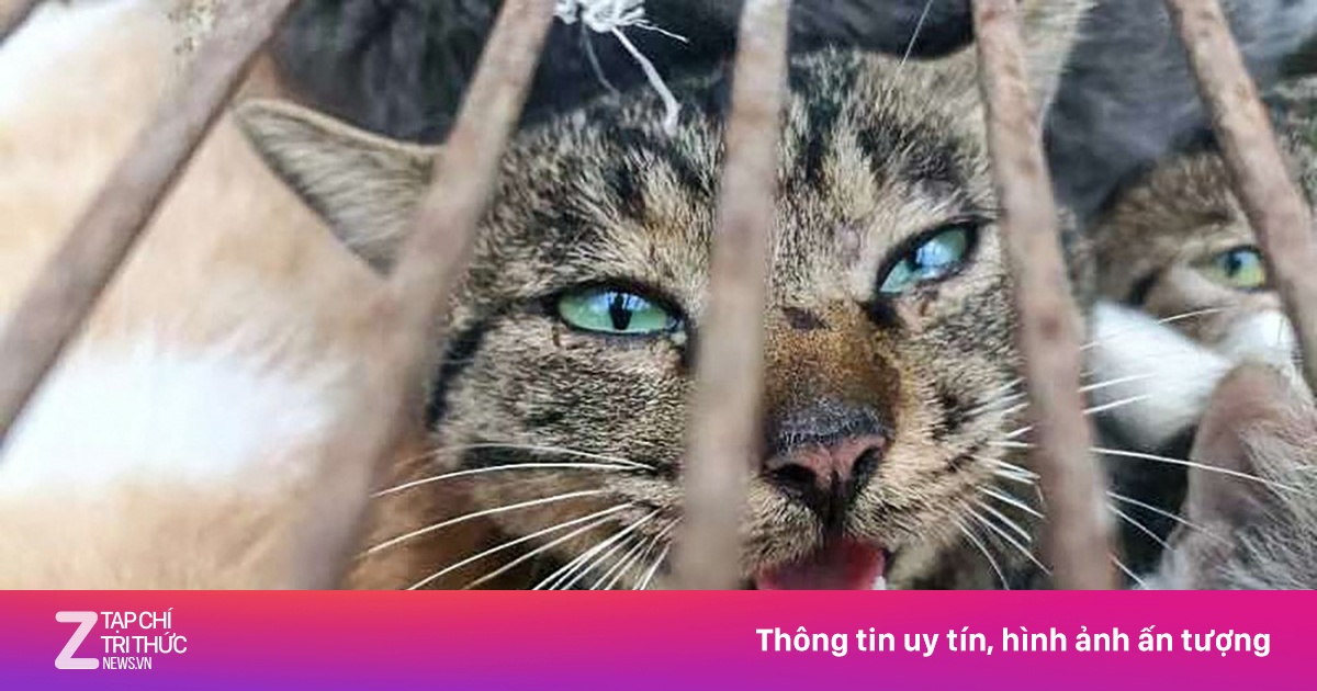Cảnh sát Trung Quốc giải cứu gần 150 con mèo thoát khỏi bàn ăn | Znews.vn
