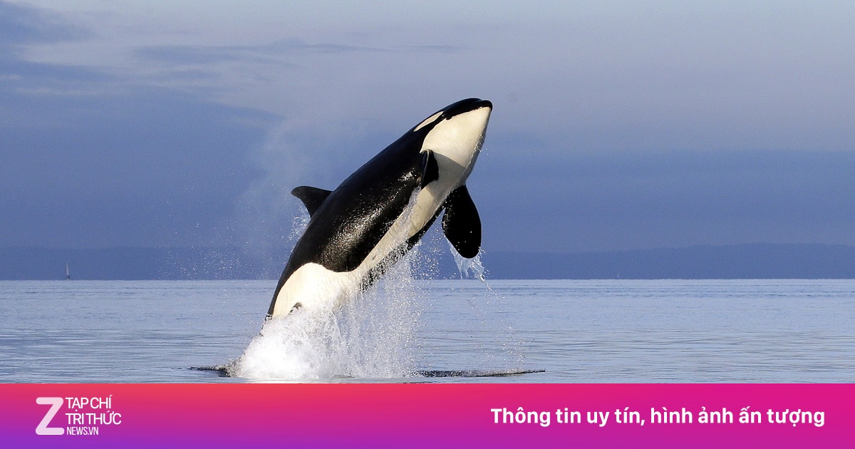 Cá voi sát thủ tàn sát 20 con cá mập ở Nam Phi | Znews.vn