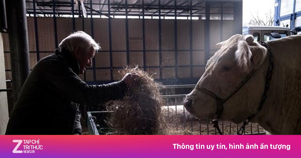 Sợ bệnh bò điên, Hàn Quốc siết kiểm dịch thịt bò Mỹ nhập khẩu - Thế ...