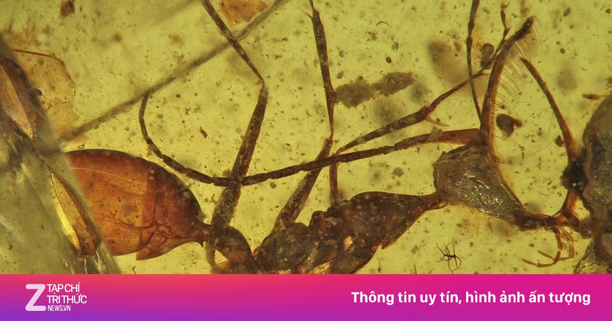 Phát hiện hổ phách siêu hiếm chứa kiến địa ngục khóa chặt con mồi - Tư ...