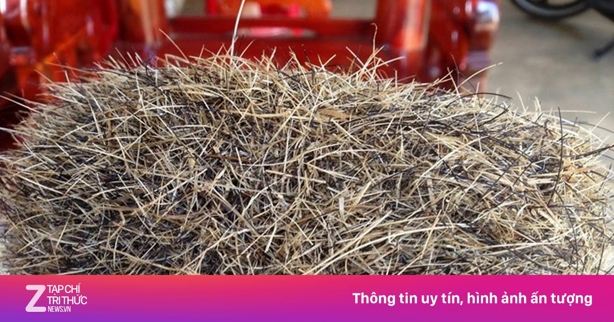 ‘Cát lợn chỉ là thức ăn không tiêu hoá chứ quý báu gì?’ - Xã hội - ZNEWS.VN