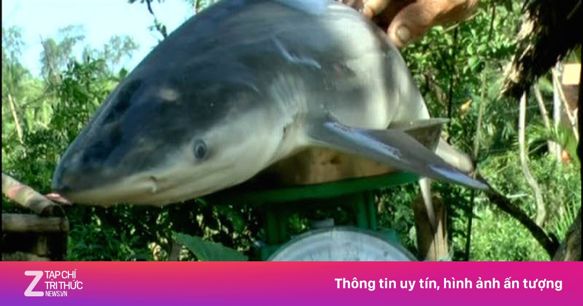 Bắt cá mập trên sông Cổ Chiên - Xã hội - ZNEWS.VN
