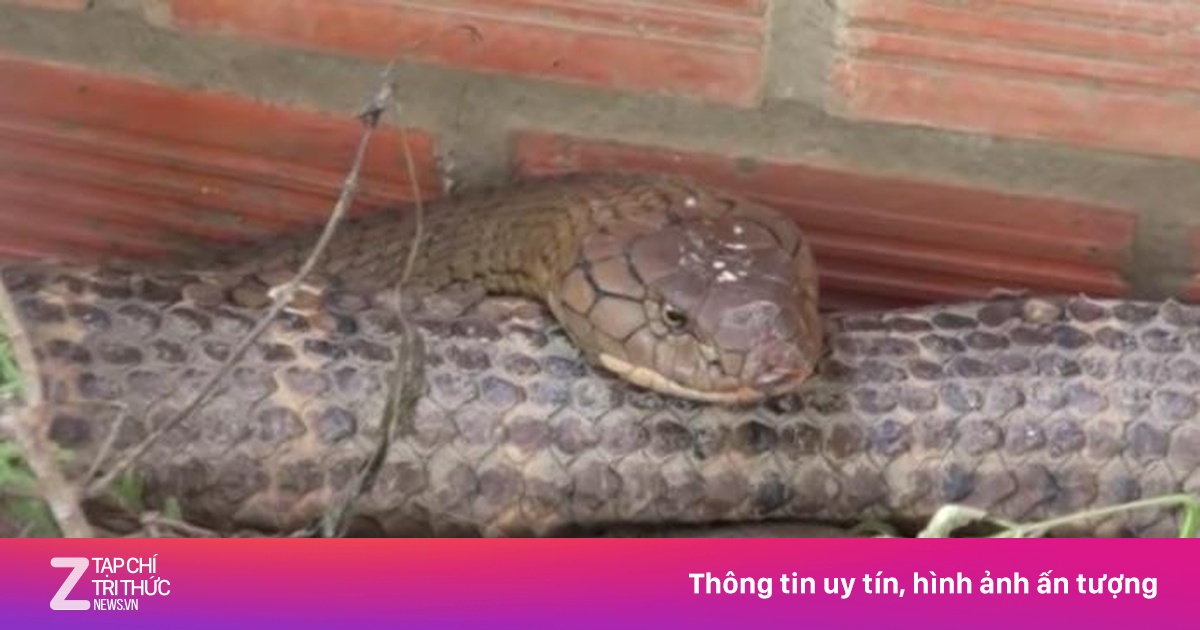 Phát hiện cặp 'rắn hổ mây' nặng 60 kg, dài hơn 6 m ở núi Cấm | Znews.vn