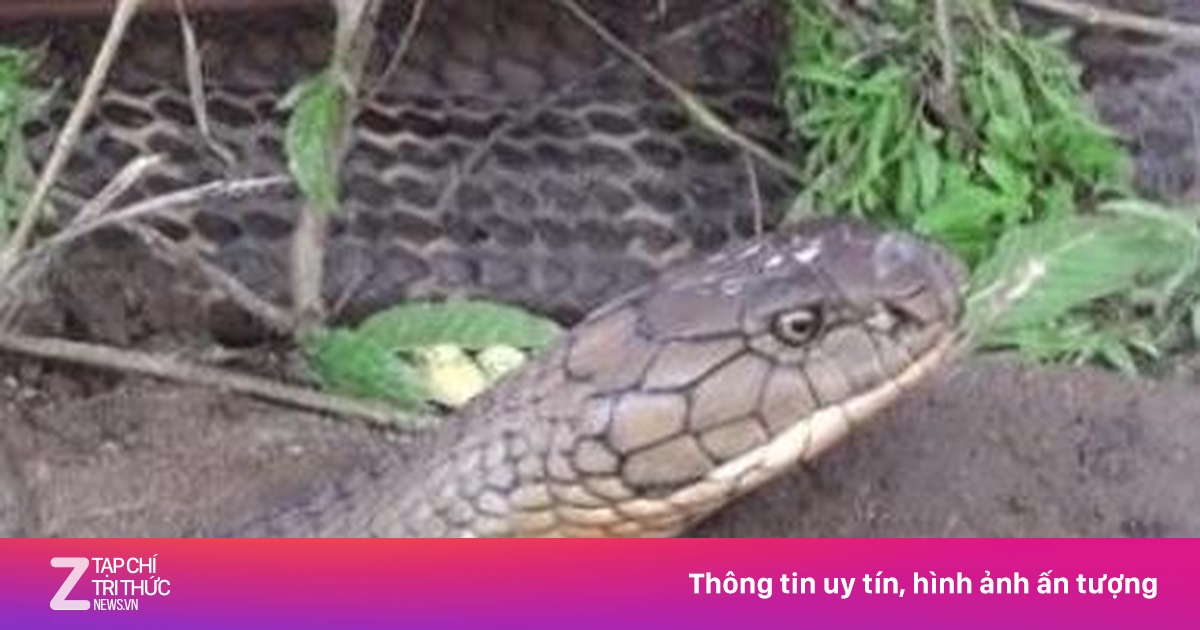 Cận cảnh 'rắn hổ mây' dài hơn 6 m ở núi Cấm - Xã hội - ZNEWS.VN
