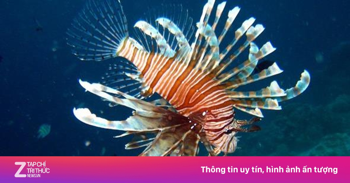 Bị cá rồng ma cắn, con người có thể tê liệt thần kinh | Znews.vn