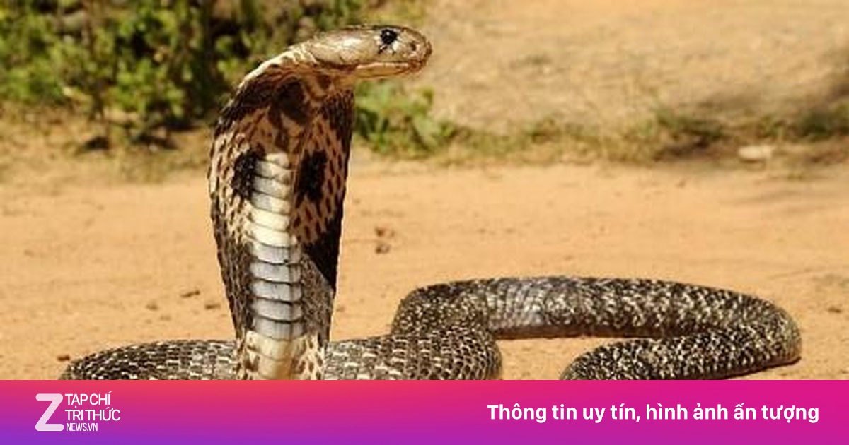 Tại sao người miền Tây gọi rắn hổ mang chúa là hổ mây? - Tư vấn - ZNEWS.VN