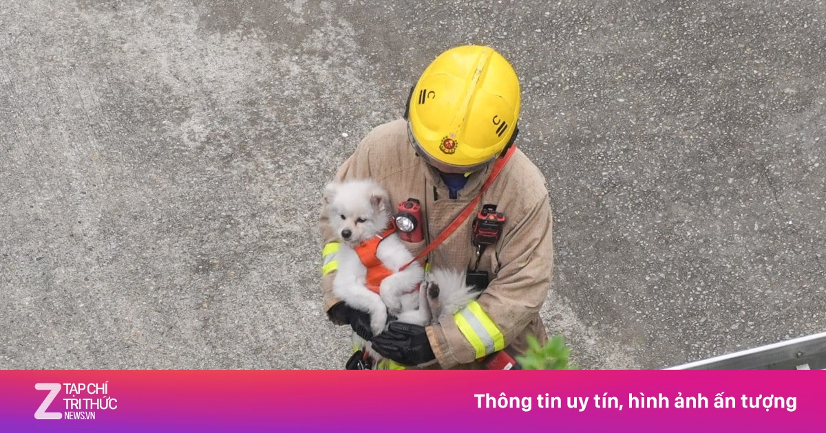 3 chú mèo, 1 chú rùa sống sót kỳ diệu khỏi 'hỏa ngục' Hong Kong | Znews.vn