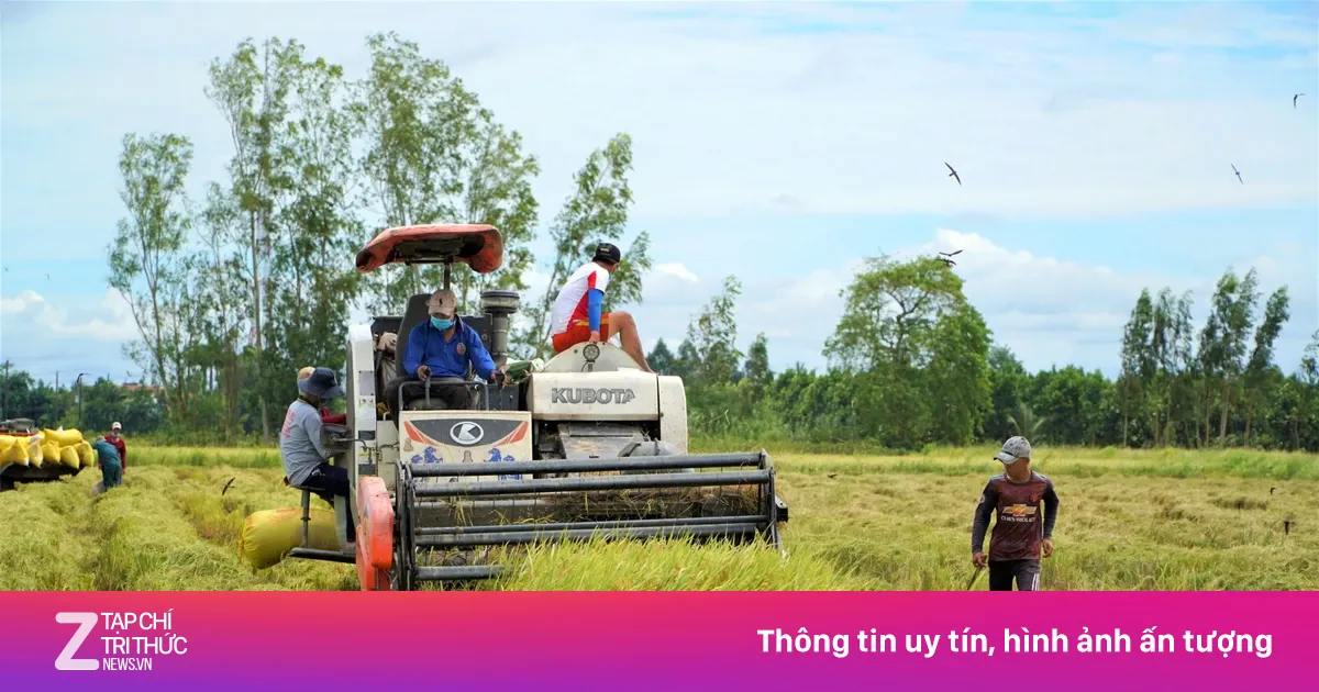 Vì sao giá lúa ở An Giang giảm mà bà con lại vui? - Kinh doanh - ZNEWS.VN