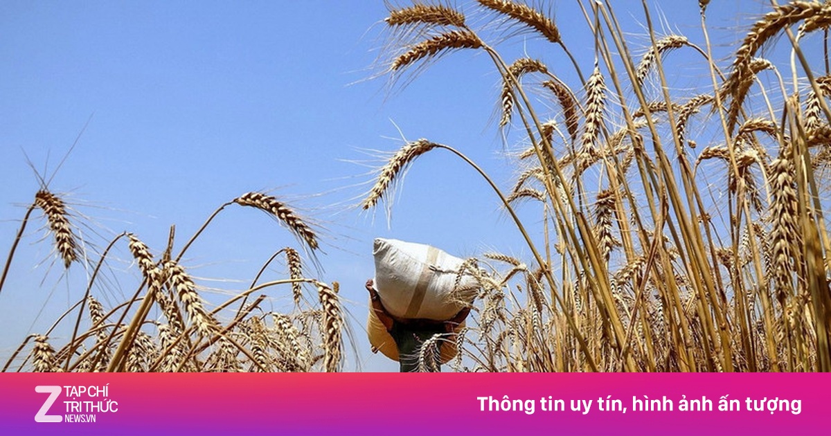 Trung Quốc mua lô hàng lúa mỳ đầu tiên của Mỹ kể từ năm 2024 - Kinh ...