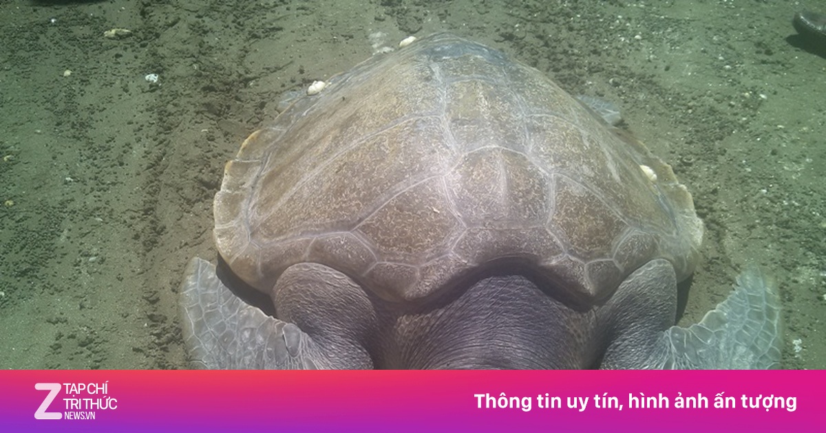 Rùa biển quý hiếm nặng hơn 20 kg mắc lưới ngư dân - Xã hội - ZNEWS.VN