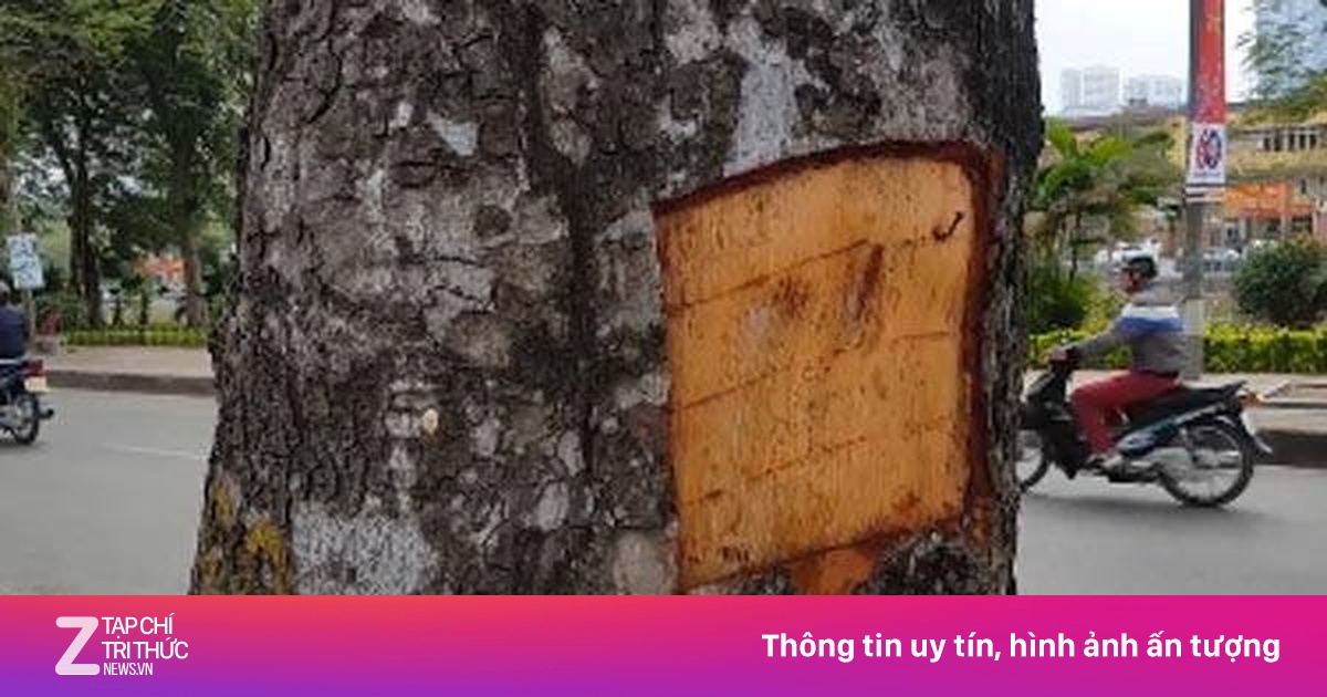 Làm rõ vụ đục khoét vỏ hàng chục cây xà cừ ở Hà Nội - Đô thị - ZNEWS.VN