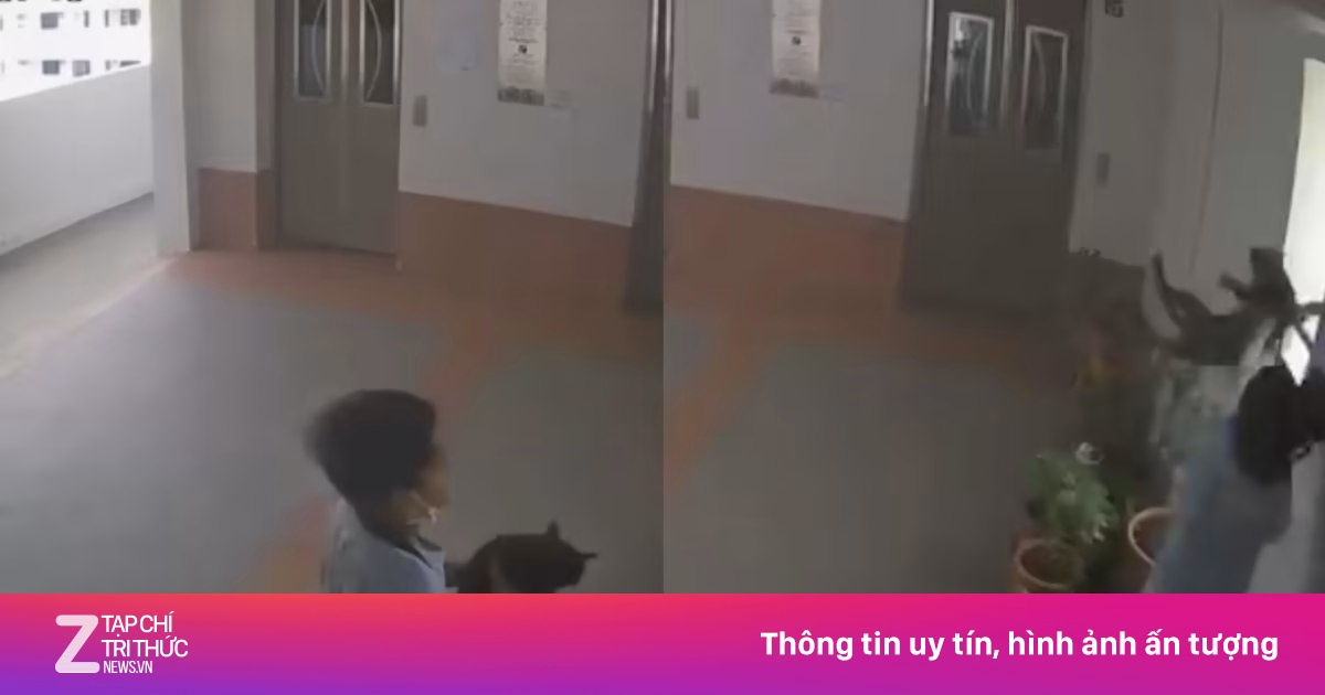Bé trai Singapore ném mèo từ tầng 22 xuống đất gây bức xúc - Giáo dục ...