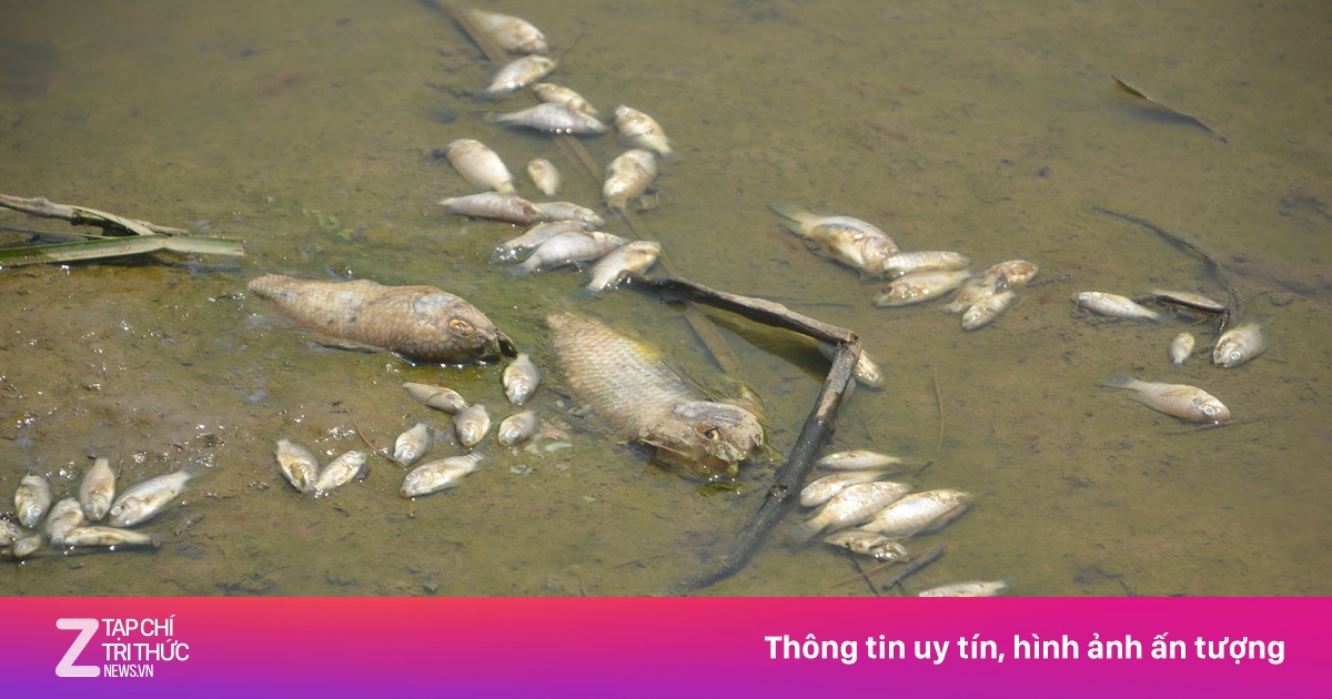 Cá chết bất thường ở Đà Nẵng, dân nghi do nhà máy xả thải - Đời sống ...