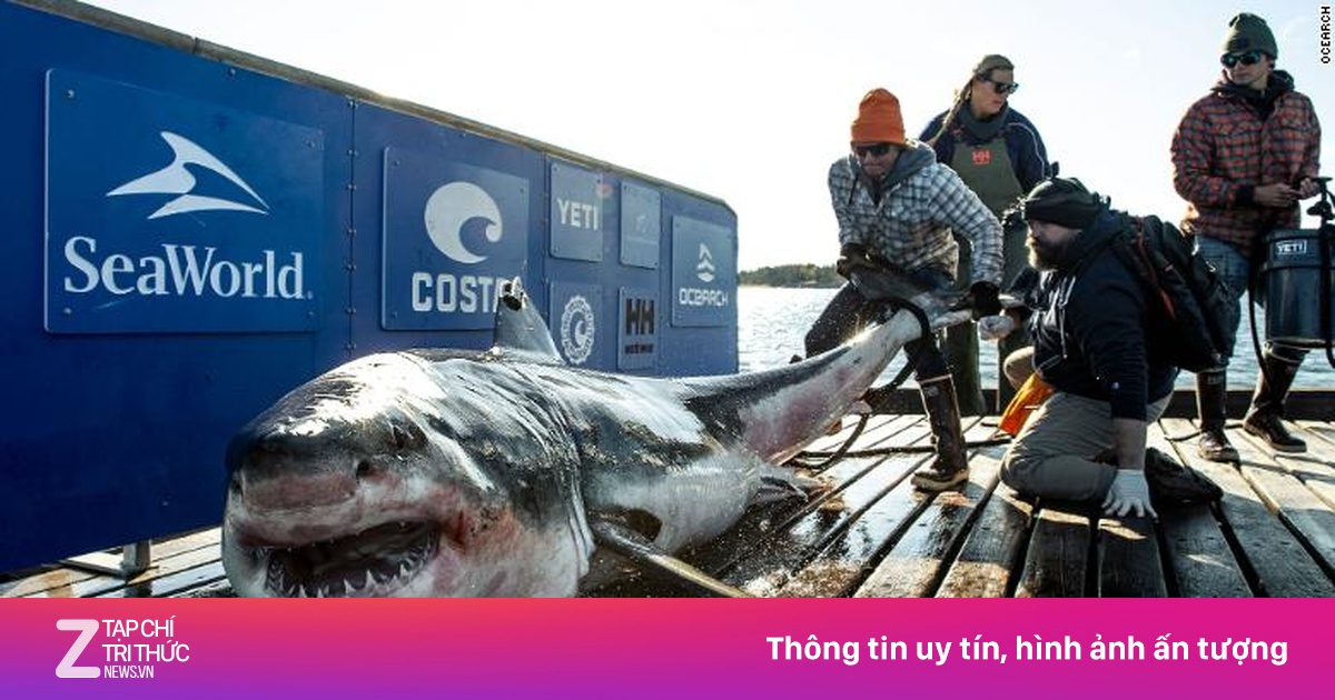 Cá mập trắng khổng lồ bơi 2.370 km từ bờ biển Canada sang Mỹ - Chuyện ...
