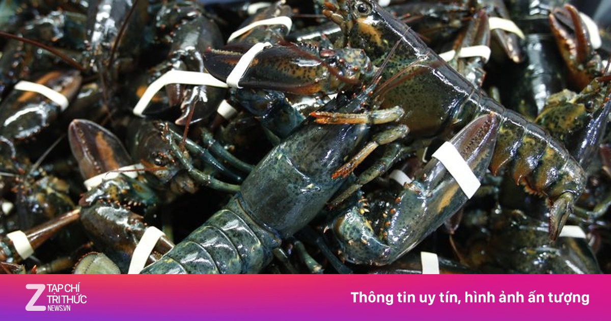 Ngư dân tôm hùm gây tranh cãi tại đại hội đảng Cộng hòa - Bầu cử Mỹ ...