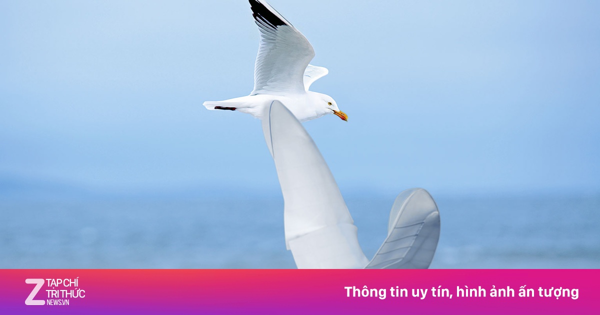 SmartBird - robot bay lượn như chim hải âu - Công nghệ - ZNEWS.VN