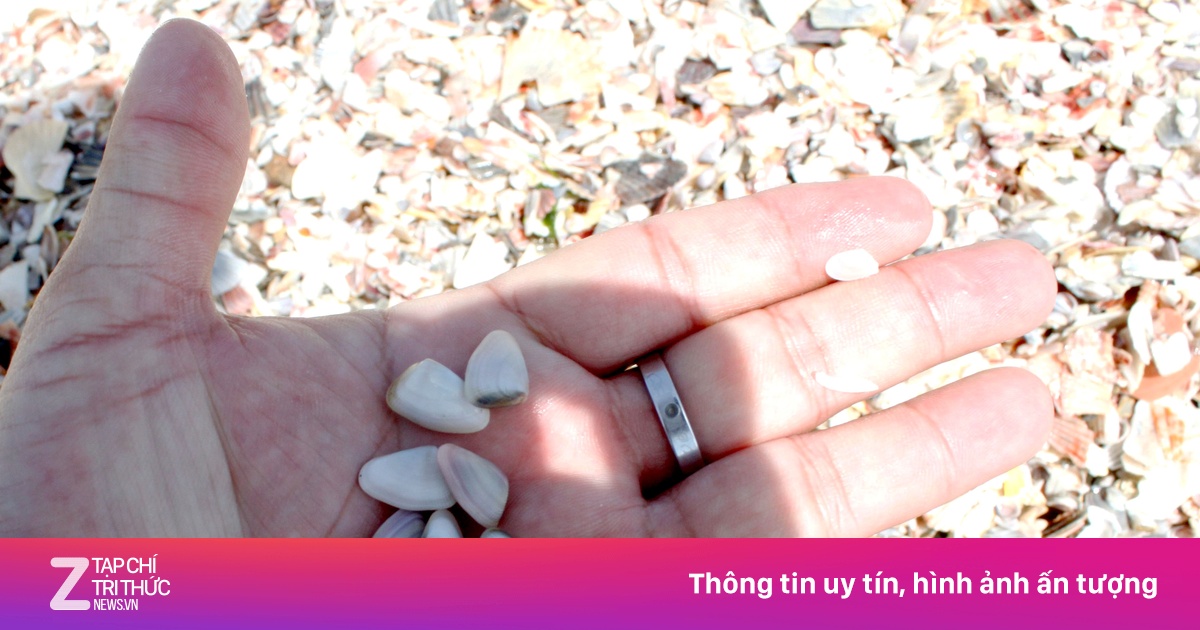 Kiếm 500.000 đồng/ngày bằng nghề cào chang chang ở Mũi Né - Đời sống ...