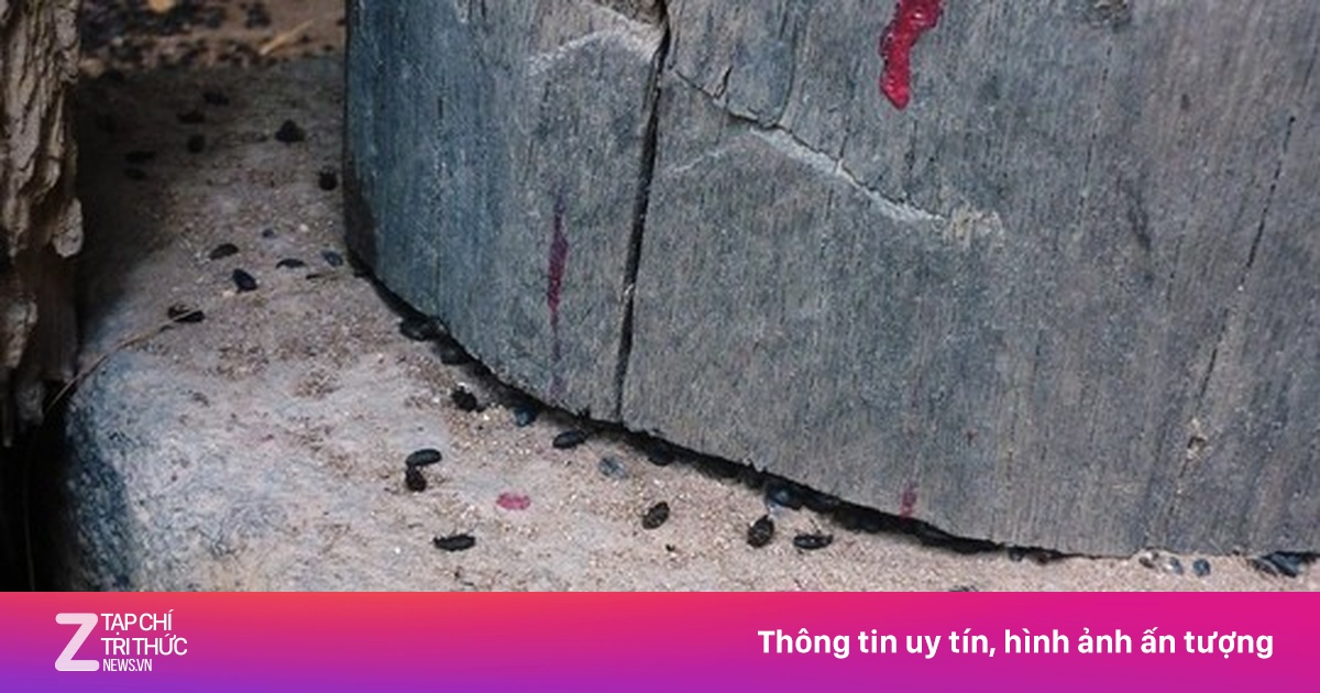 Khổ sở vì bọ đen 'diệt kiểu gì cũng không chết' - Xã hội - ZNEWS.VN
