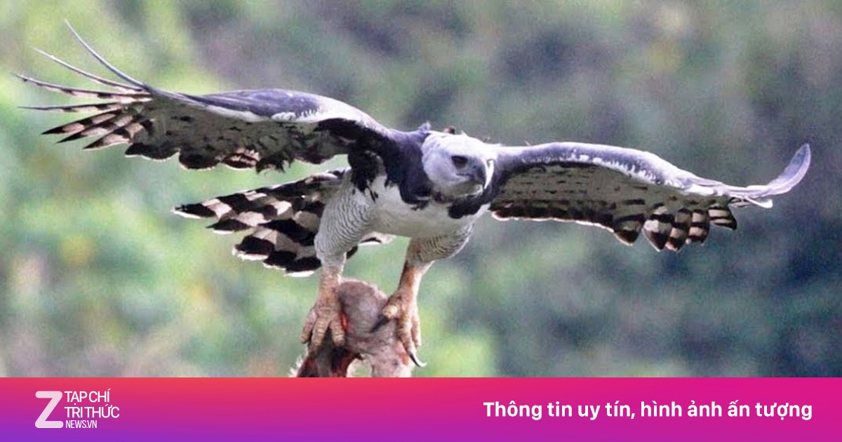Cách tấn công con mồi của đại bàng mạnh nhất thế giới - Tư vấn - ZNEWS.VN