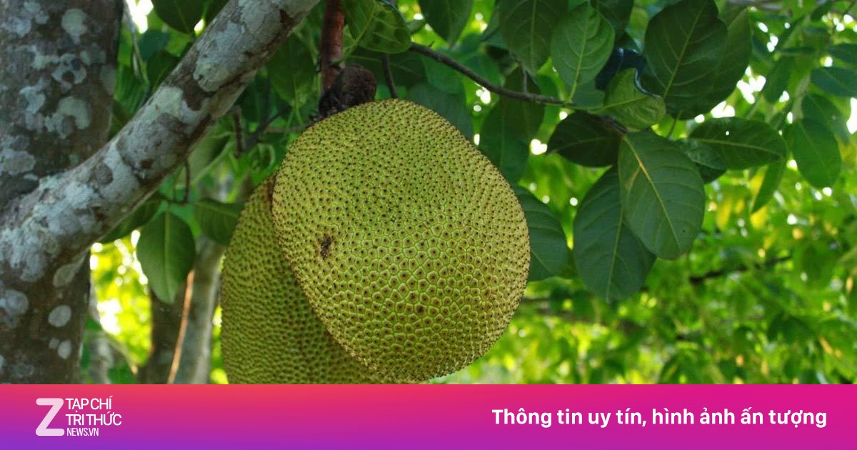 Ai còn nhớ quả mít non cuối vườn sau bão? - Xuất bản - ZNEWS.VN