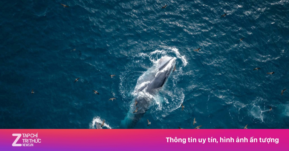 Những điều thú vị trên đường di cư của cá voi xanh - Thế giới sách ...