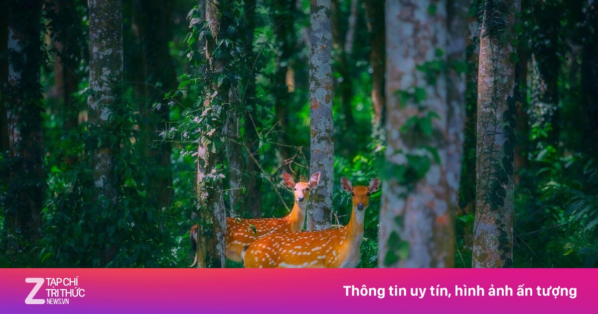Tại sao sinh con xong, hươu mẹ đá vào hươu con? | Znews.vn