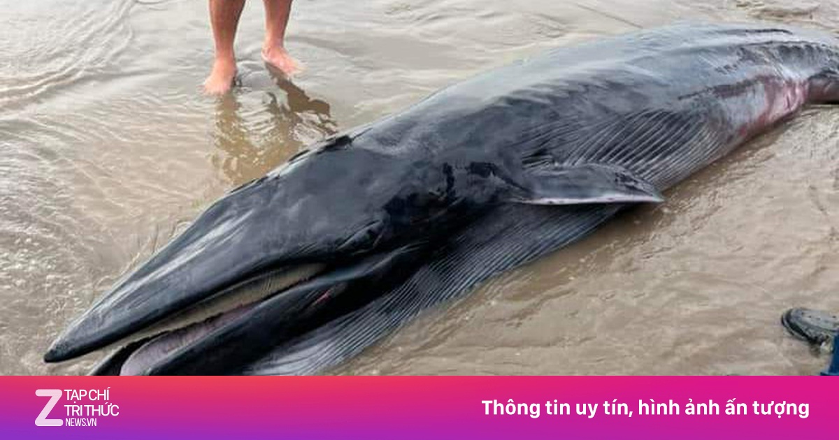 Cá Ông khoảng 300 kg dạt vào bờ biển ở miền Tây - Xã hội - ZNEWS.VN