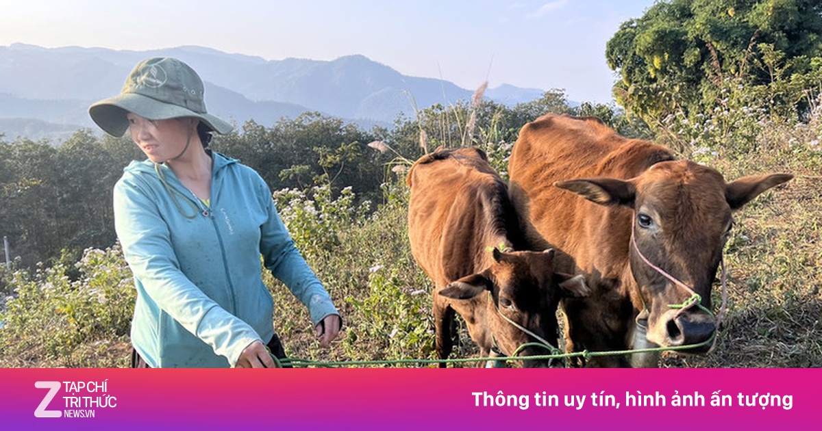 Huyện Điện Biên yêu cầu họp dân, hướng dẫn thu hồi bò đã cấp - Xã hội ...