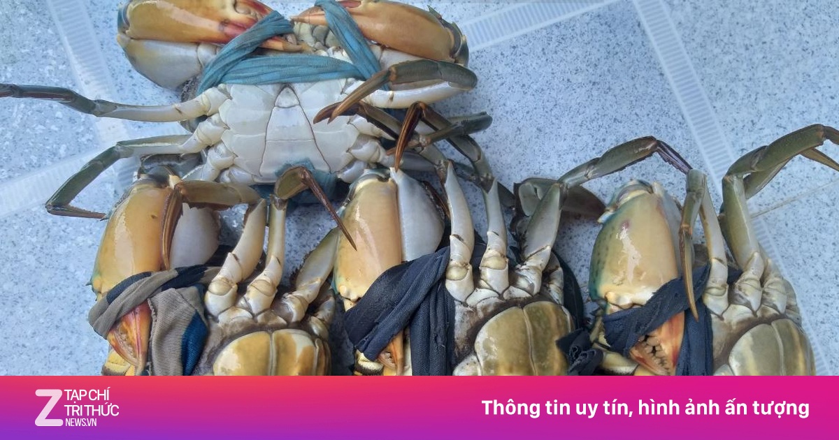 Cua nuôi Cà Mau chết bất thường - Xã hội - ZNEWS.VN