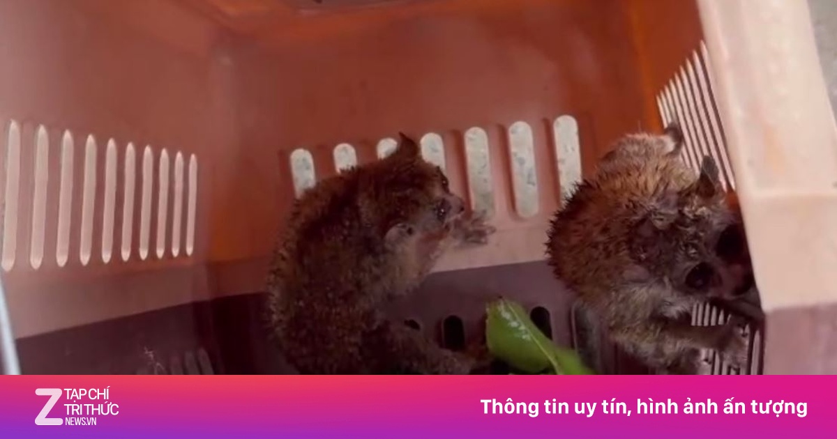 Bắt được hai con cu li quý hiếm trên ngọn tre ở TP.HCM - Xã hội - ZNEWS.VN