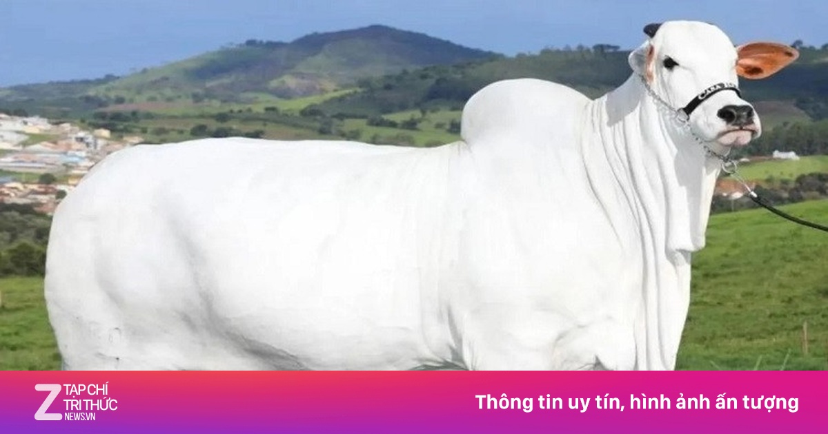 Con bò đắt nhất thế giới, giá 4 triệu USD | Znews.vn