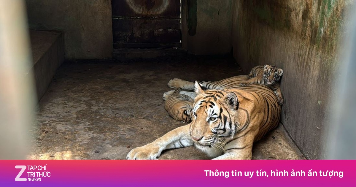 Hơn 40 con hổ ở Đồng Nai, Long An chết liên tục - Xã hội - ZNEWS.VN