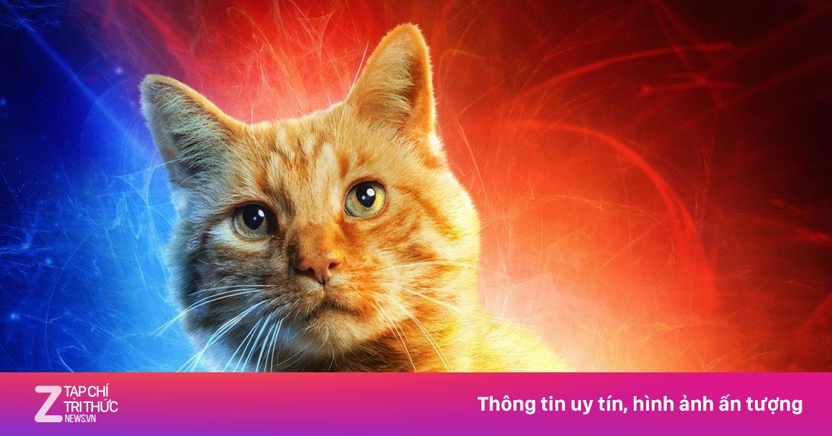 'Captain Marvel' gây xôn xao khi dành poster riêng cho một con mèo ...
