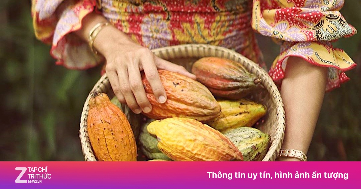 Thăm vườn cacao và loạt trải nghiệm hút khách ở Cần Thơ | Znews.vn