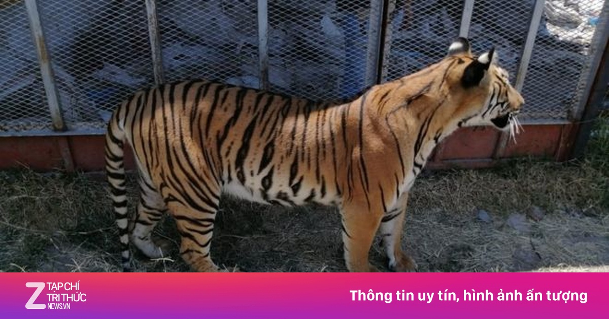 Người đàn ông chạy theo 2 con hổ Bengal siêu hiếm trên đường ở Mexico ...