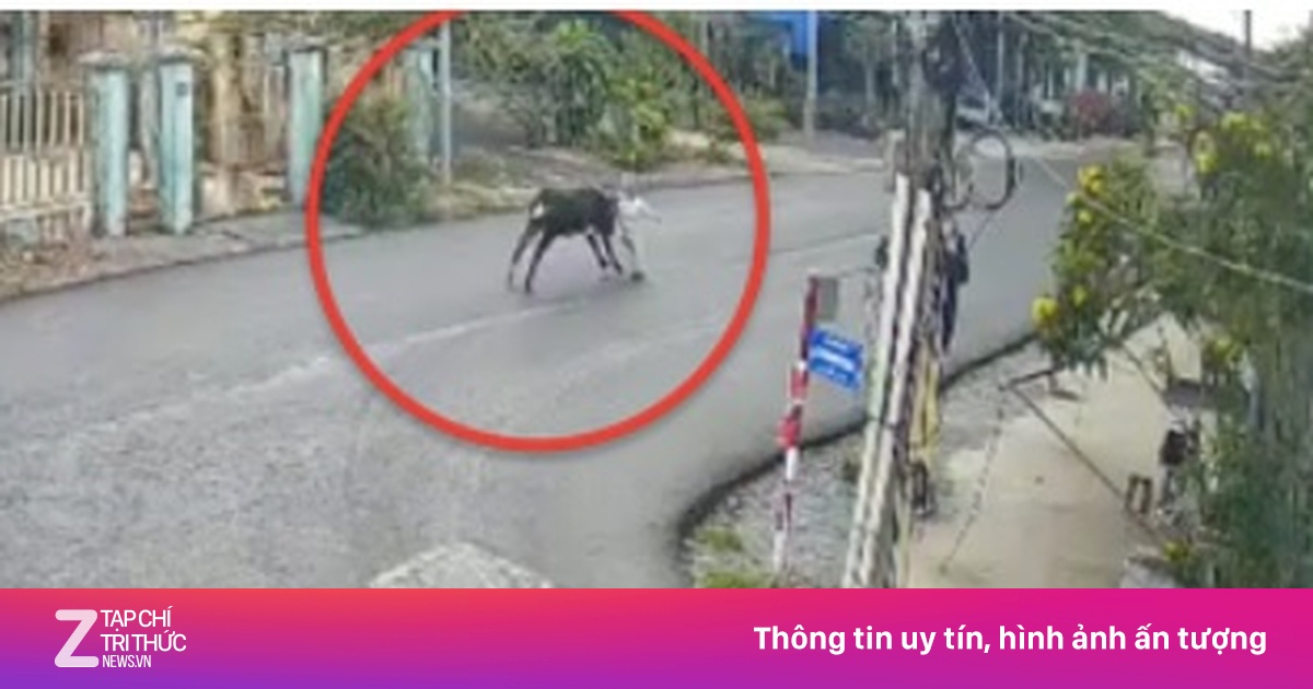 'Bò điên' húc cụ bà bất tỉnh, bé 7 tháng tuổi rơi khỏi võng - Xã hội ...